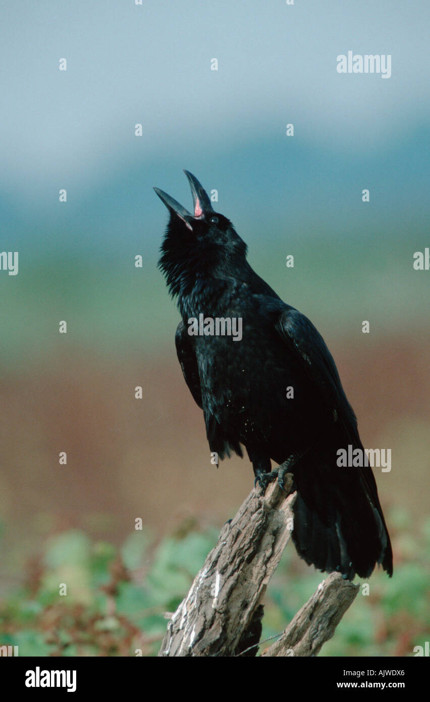 Raven communication hi-res stock photography and images - Alamy