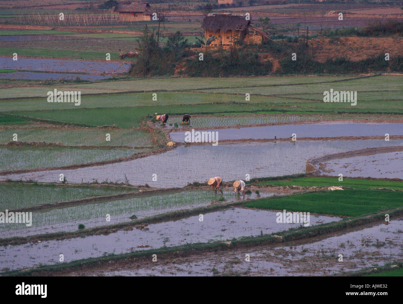 VIETNAM Rice paddies in the Red River valley Stock Photo - Alamy