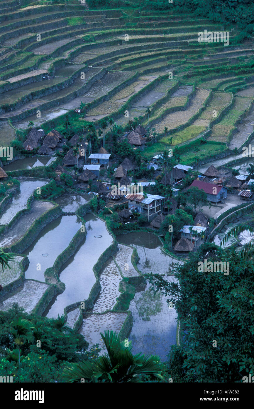PHILIPPINES Rice terraces of Banaue Luzon. UNESCO world heritage site ...