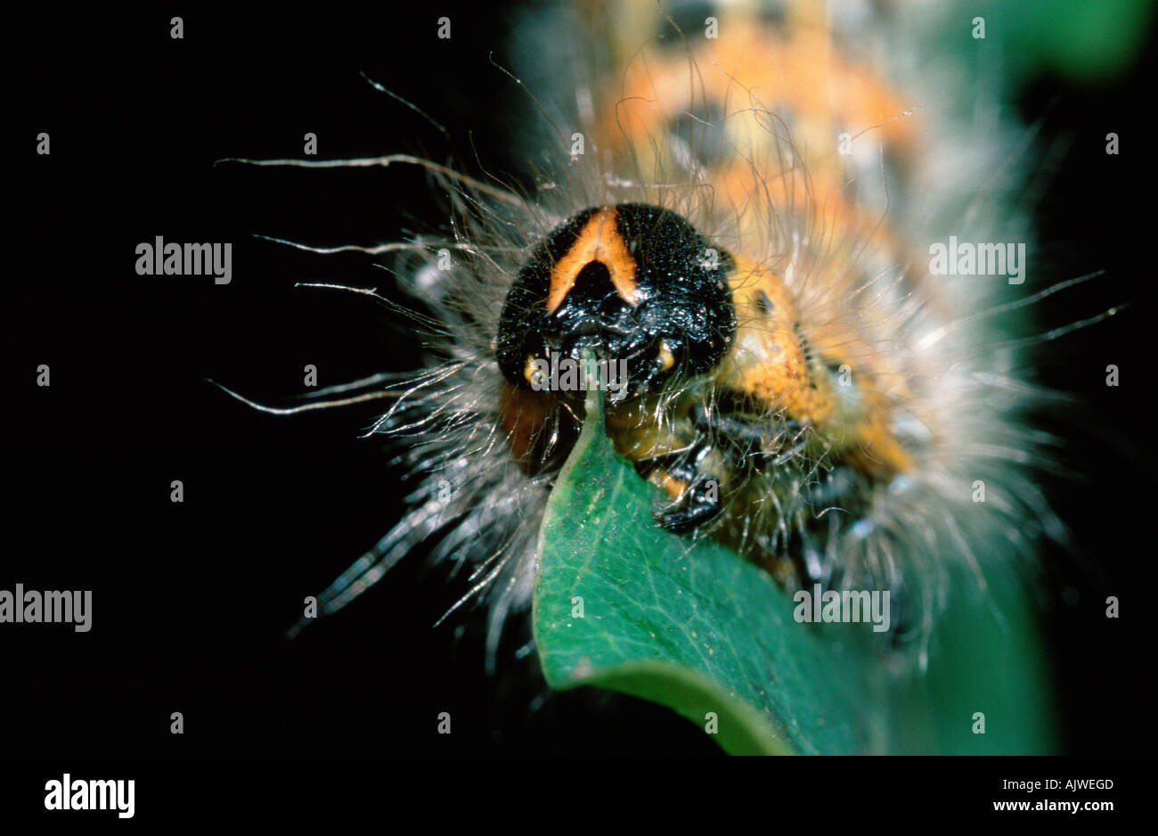 Juvenile buff tip caterpillar hi-res stock photography and images - Alamy