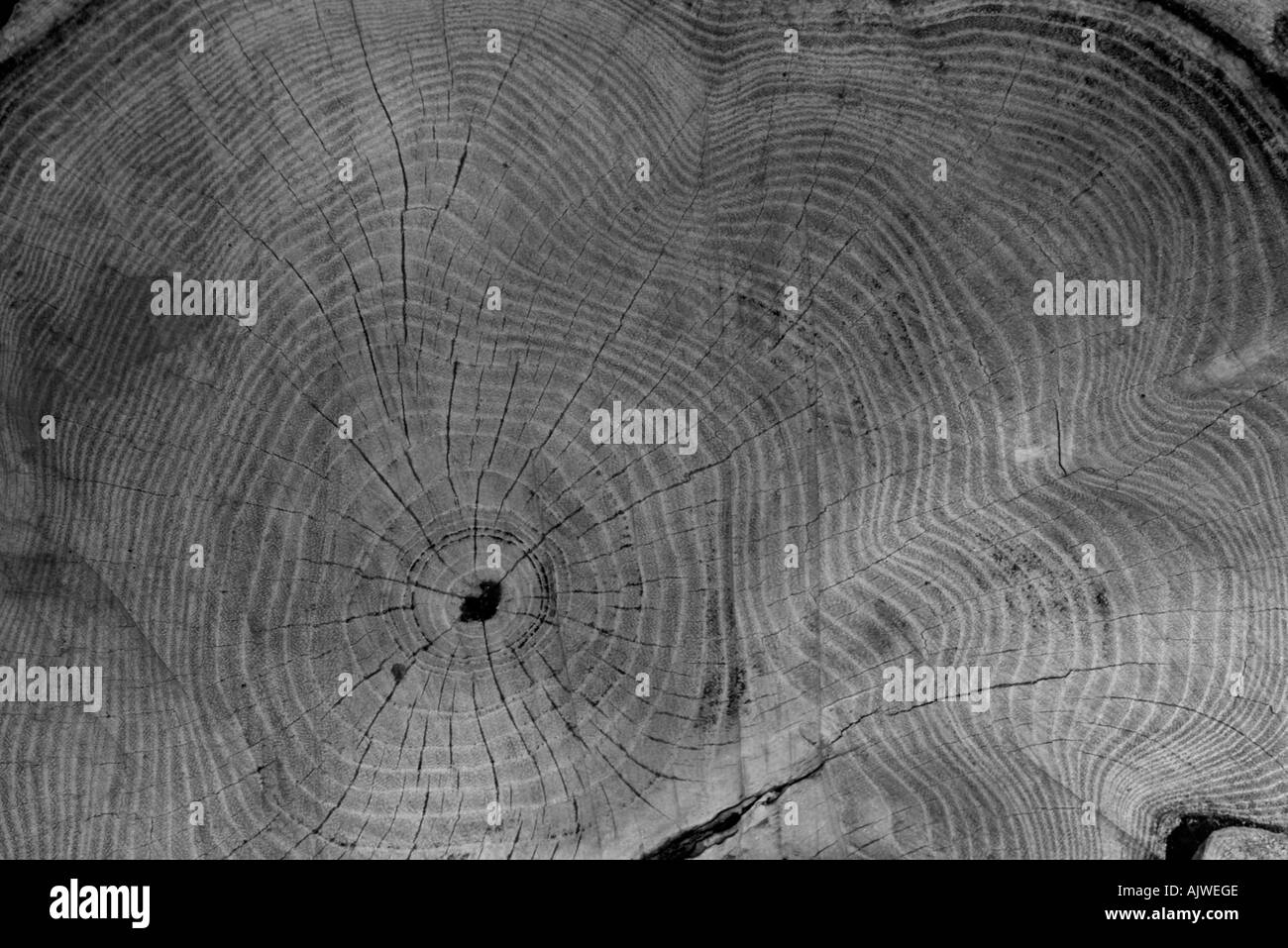 Growth Rings on weathered surface of tree stump Stock Photo - Alamy