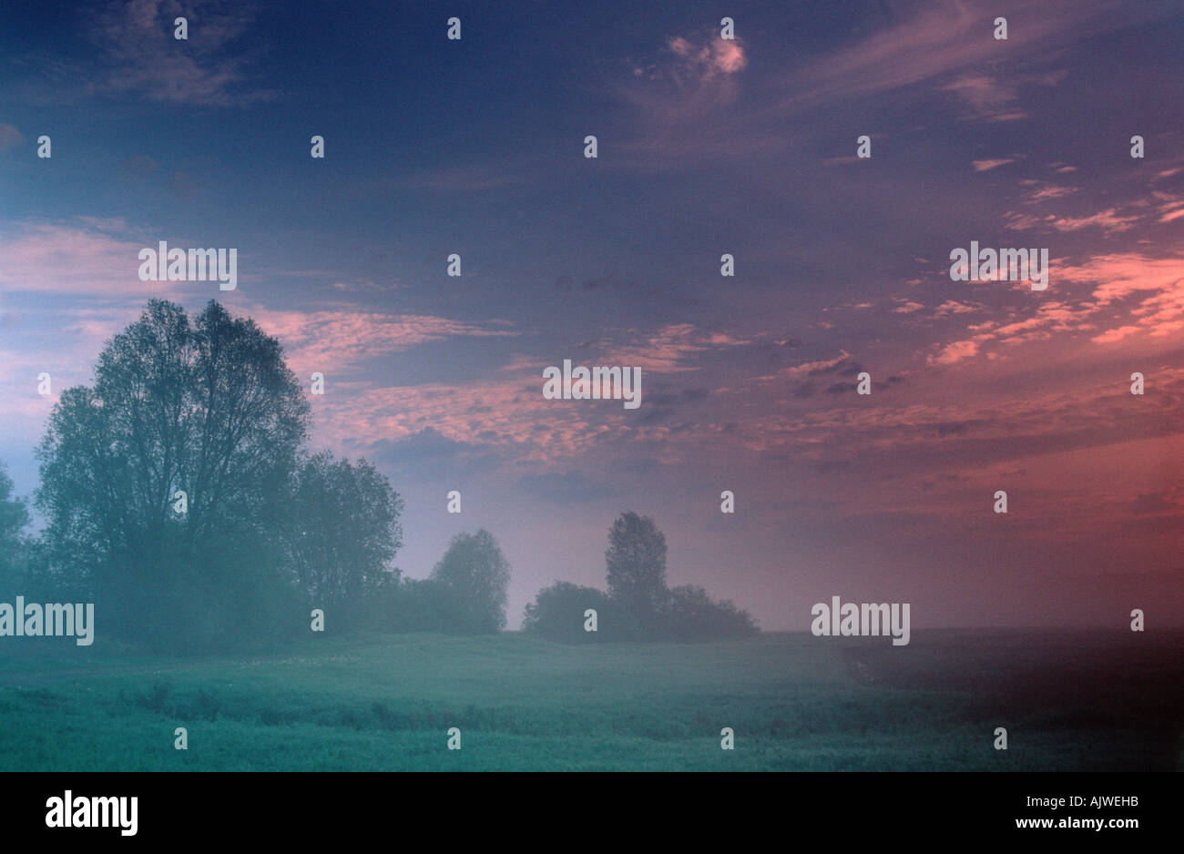 Trees at dawn Stock Photo - Alamy