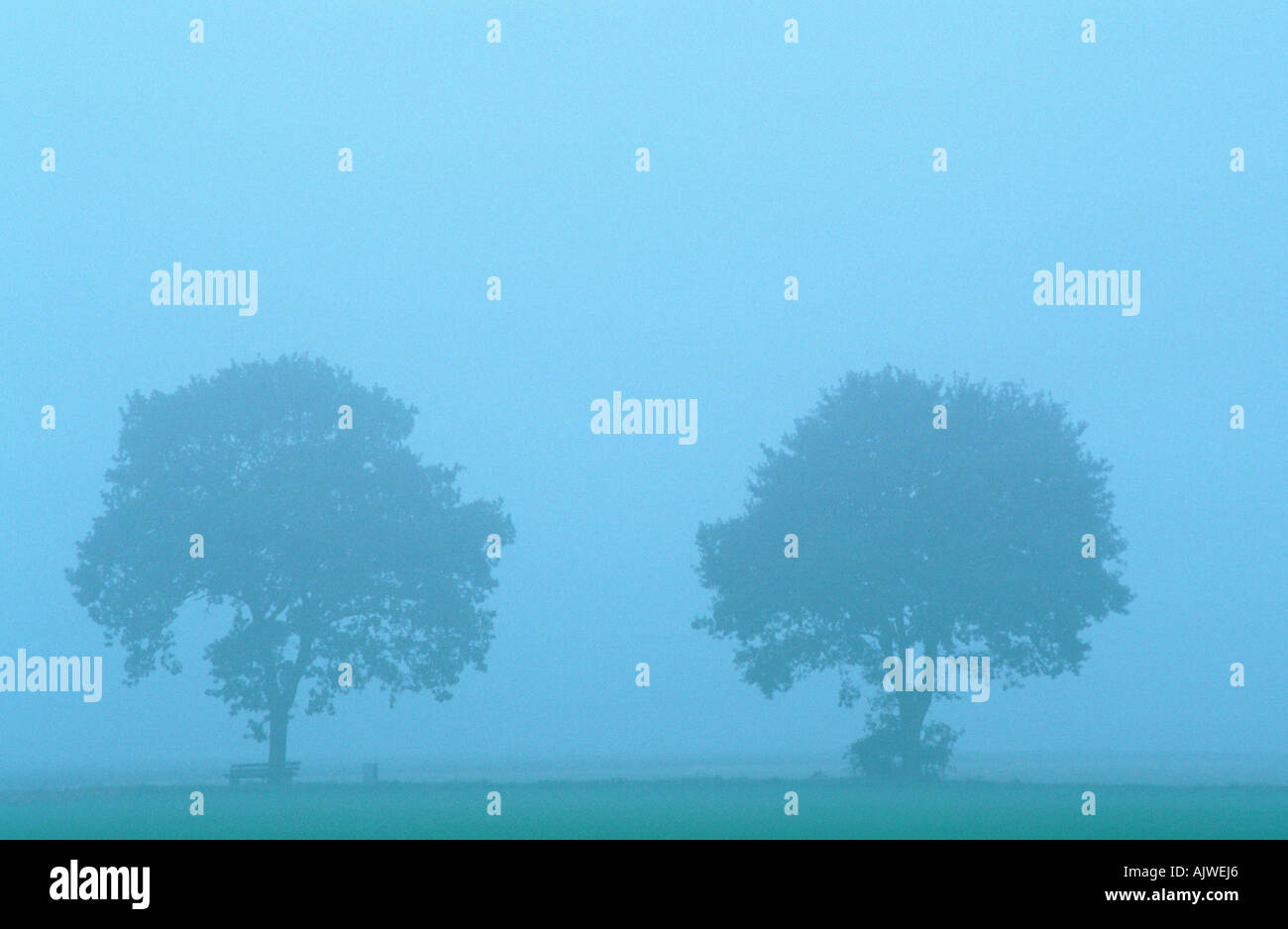 Trees in fog Stock Photo - Alamy