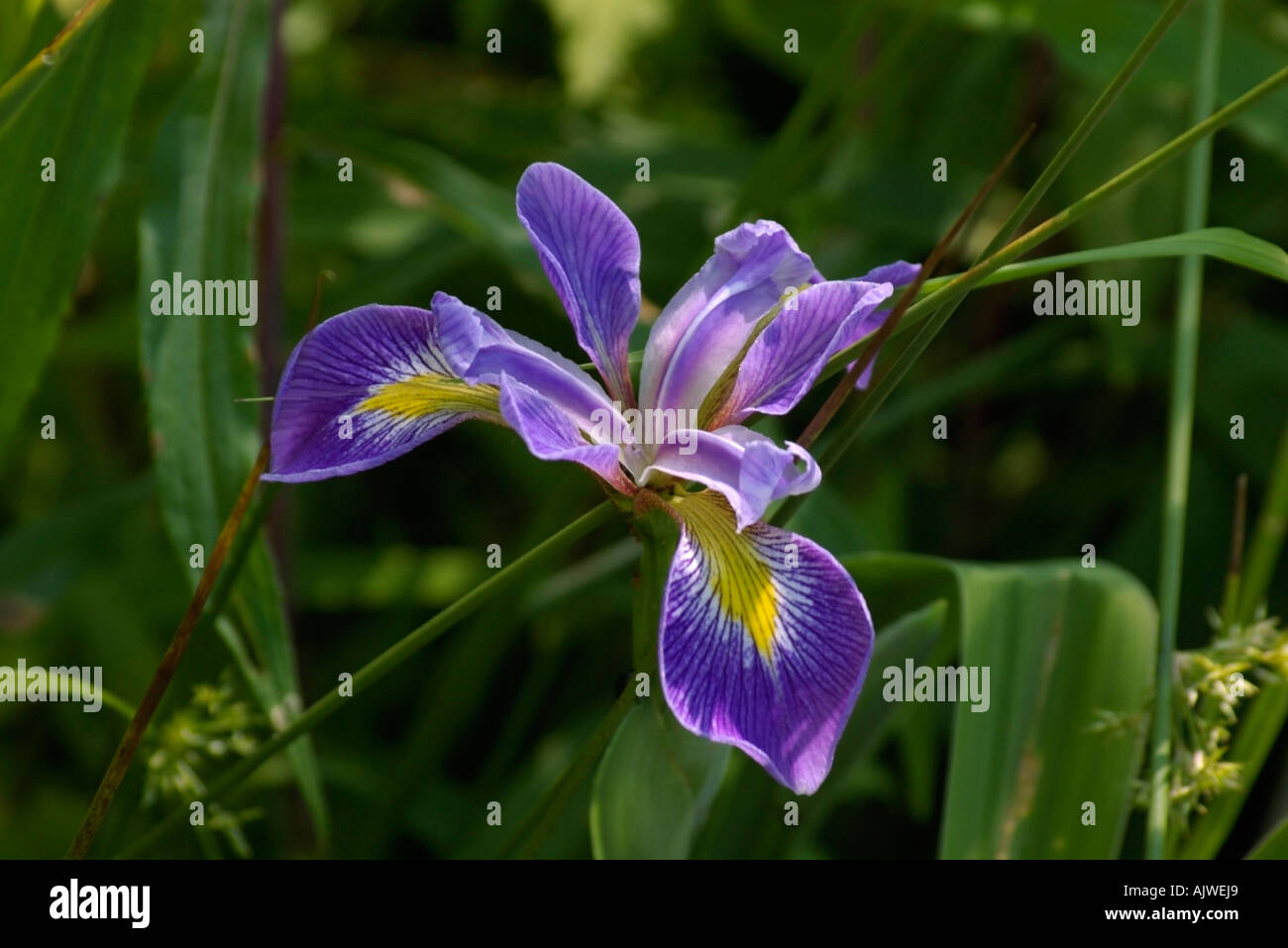 Blue flag iris hi-res stock photography and images - Alamy