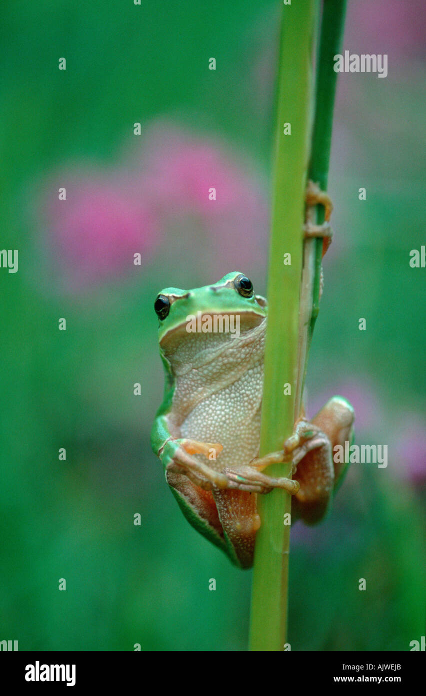 Common Tree Frog / Tree Toad Stock Photo - Alamy