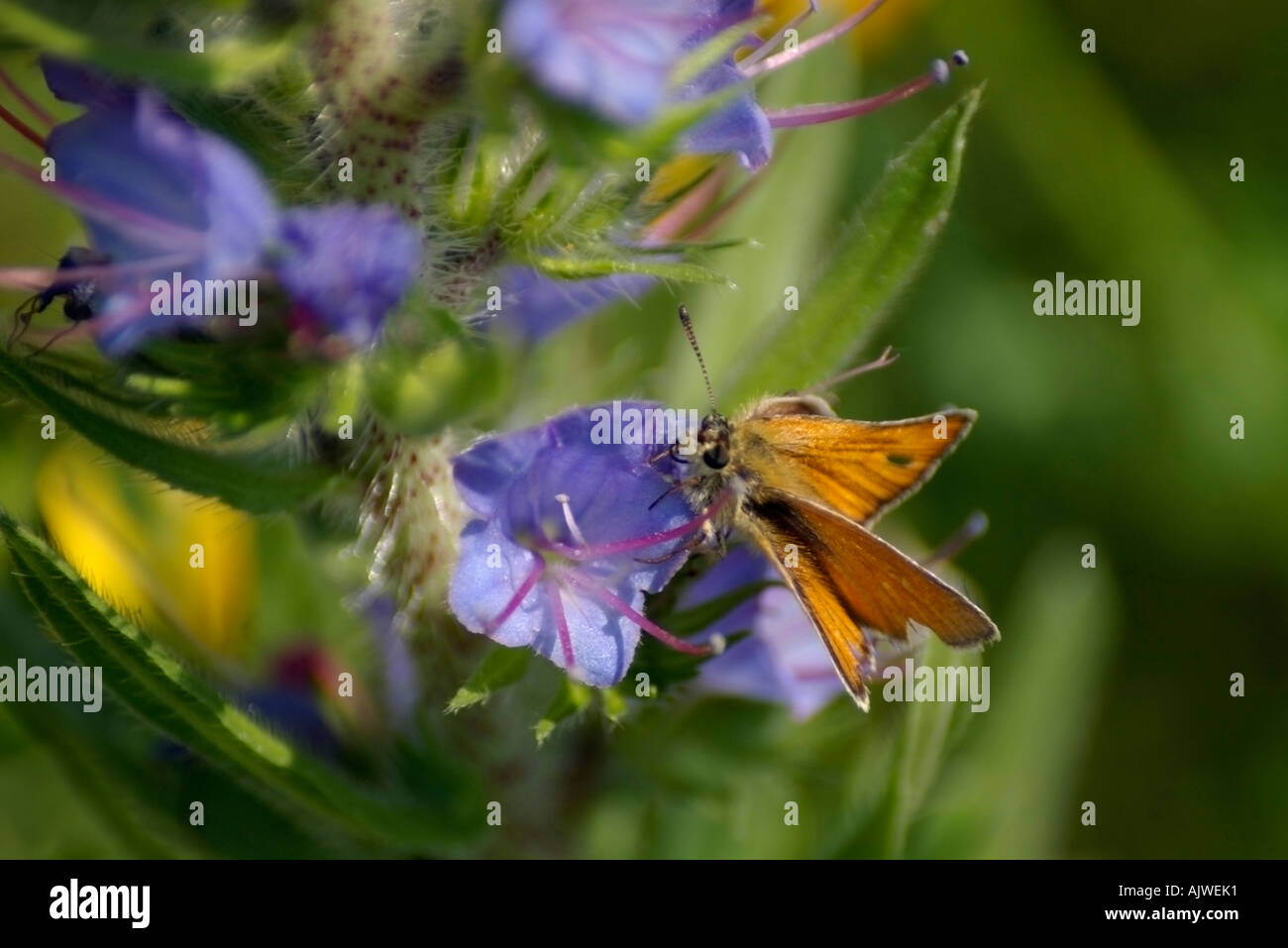 European Skipper Thymelicus lineola on Clustered Bellflower Stock Photo ...