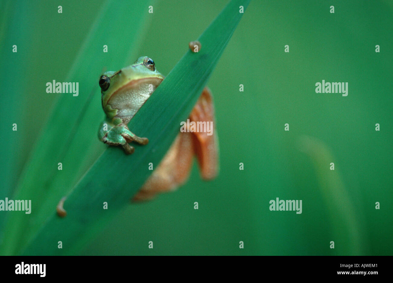Common Tree Frog / Tree Toad Stock Photo - Alamy