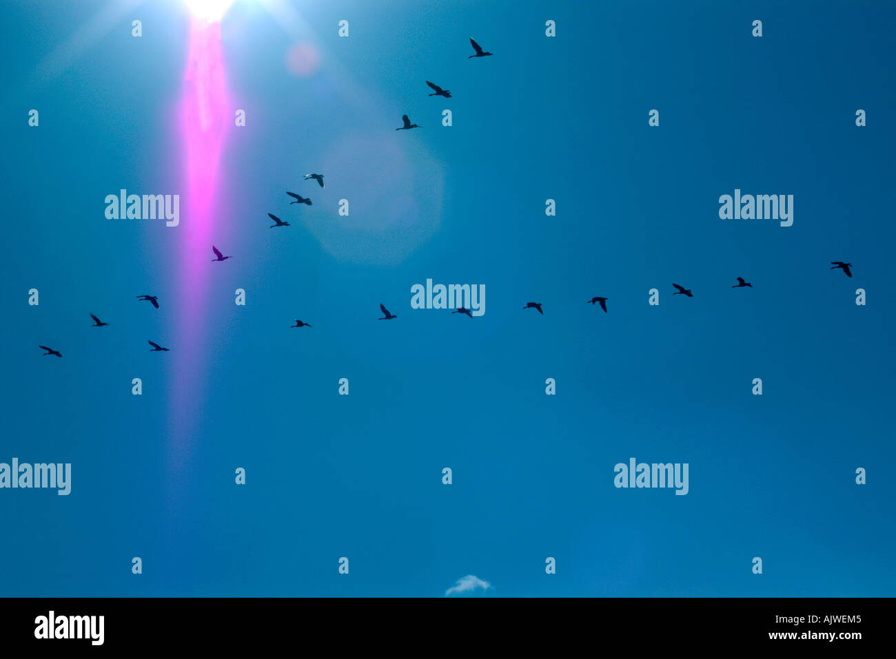 Flying geese in vee formation hi-res stock photography and images - Alamy