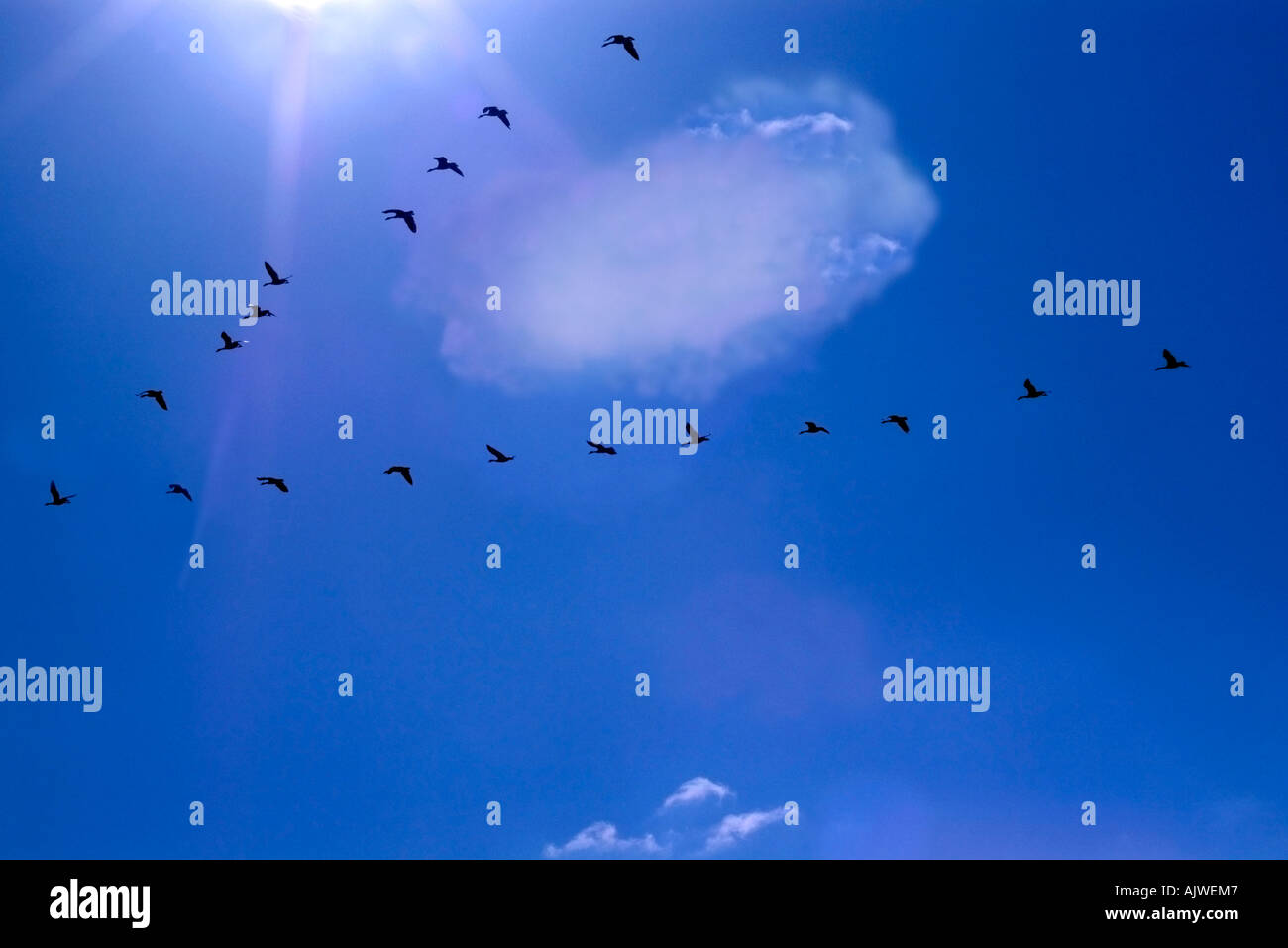 Canada Geese Branta canadensis migrating in V formation Stock Photo - Alamy
