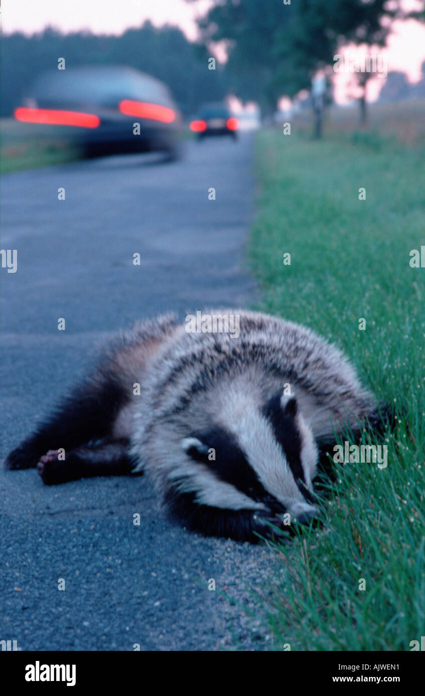 Dead badger next to road hi-res stock photography and images - Alamy