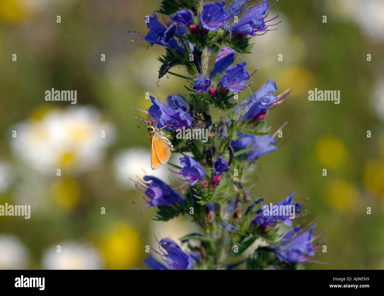 European Skipper Thymelicus lineola on Clustered Bellflower Blossom ...