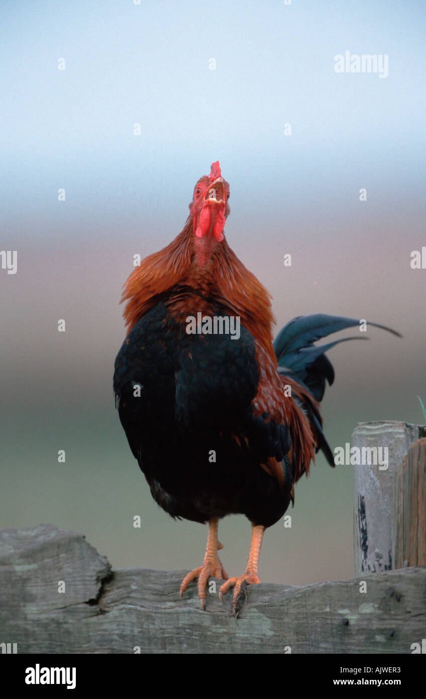 Domestic fowl crowing rooster hi-res stock photography and images - Alamy