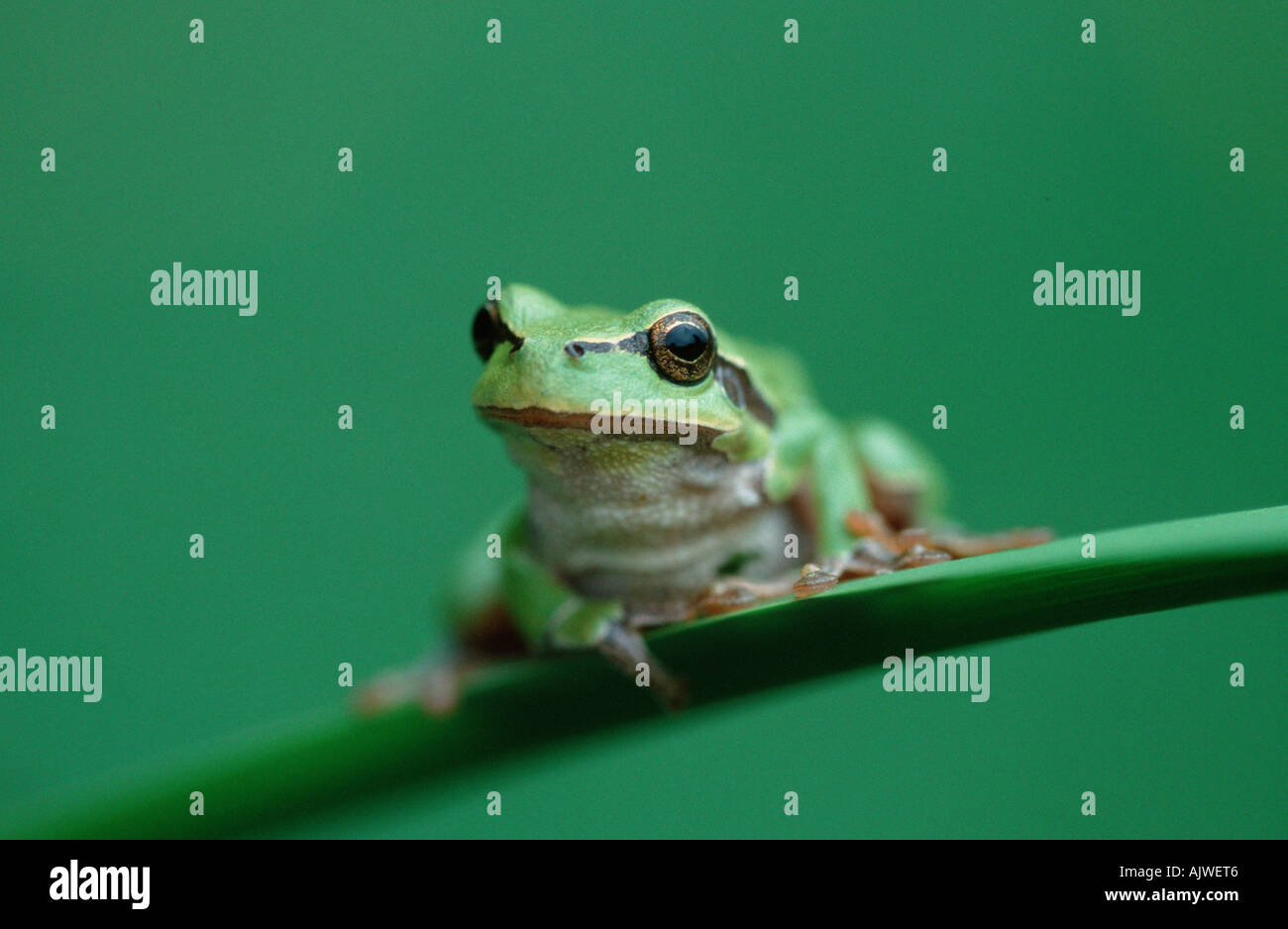 Common Tree Frog / Tree Toad Stock Photo - Alamy