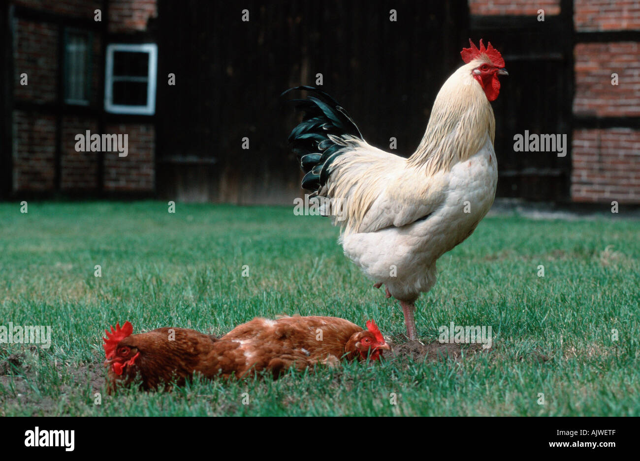 Domestic Fowl / Chicken Stock Photo - Alamy