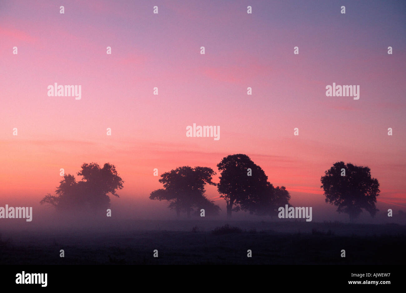 Oak Trees at dawn Stock Photo - Alamy