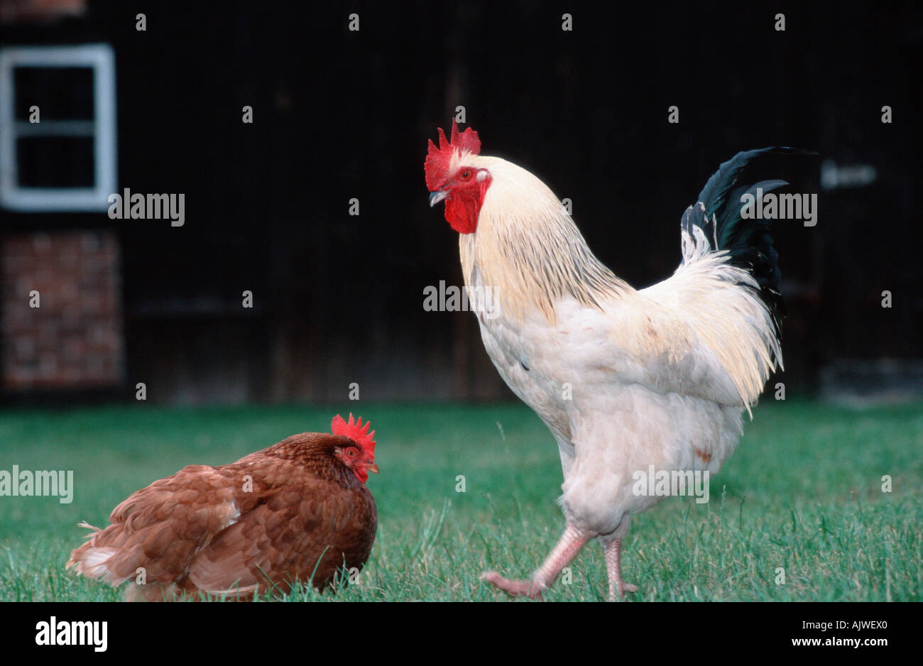 Domestic Fowl / Chicken Stock Photo - Alamy