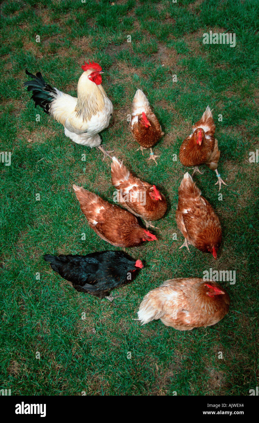 Domestic fowl rooster germany hi-res stock photography and images - Alamy