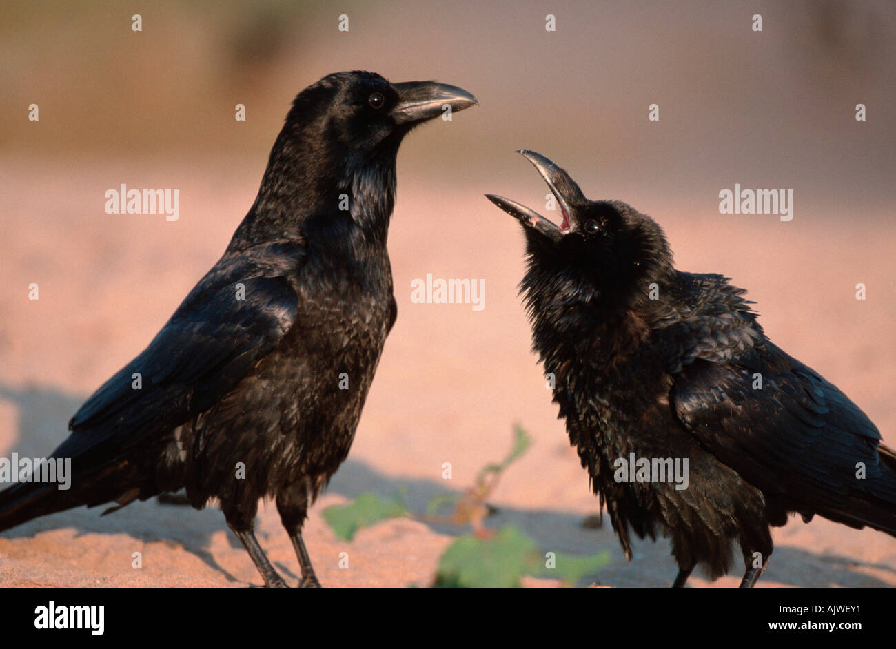 Raven communication hi-res stock photography and images - Alamy
