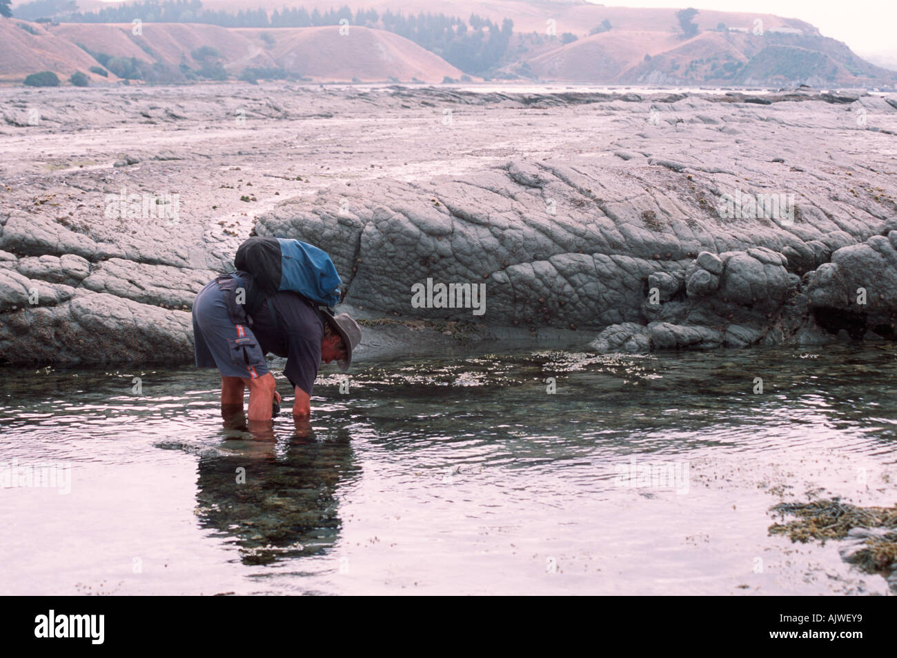 A wader reaching into a tidal pool Kaikoura South Island New Zealand ...