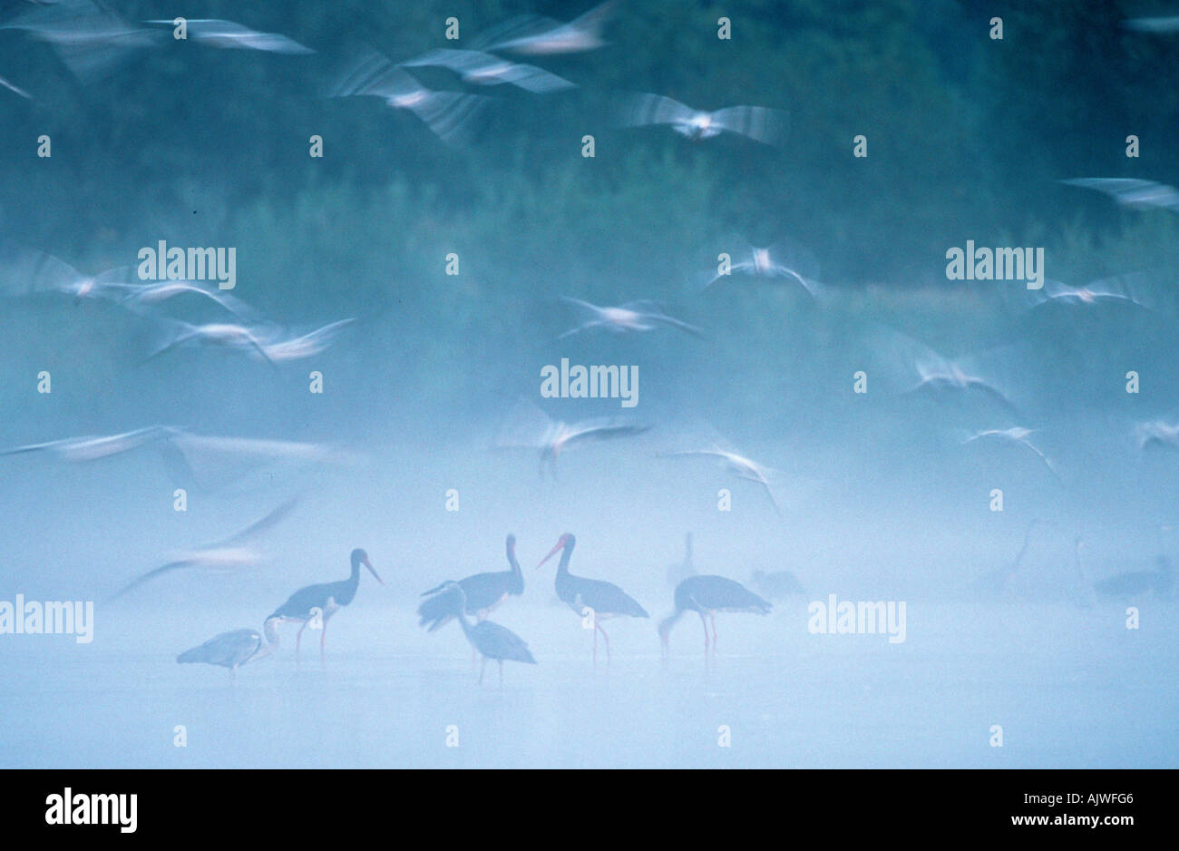 Birds in fog Stock Photo - Alamy