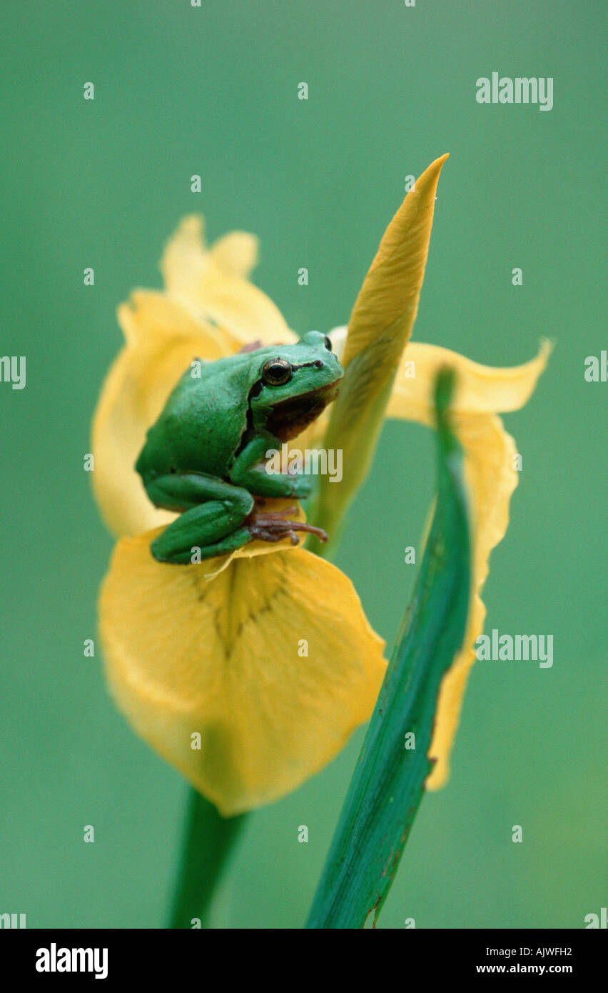 Common Tree Frog / Tree Toad Stock Photo - Alamy