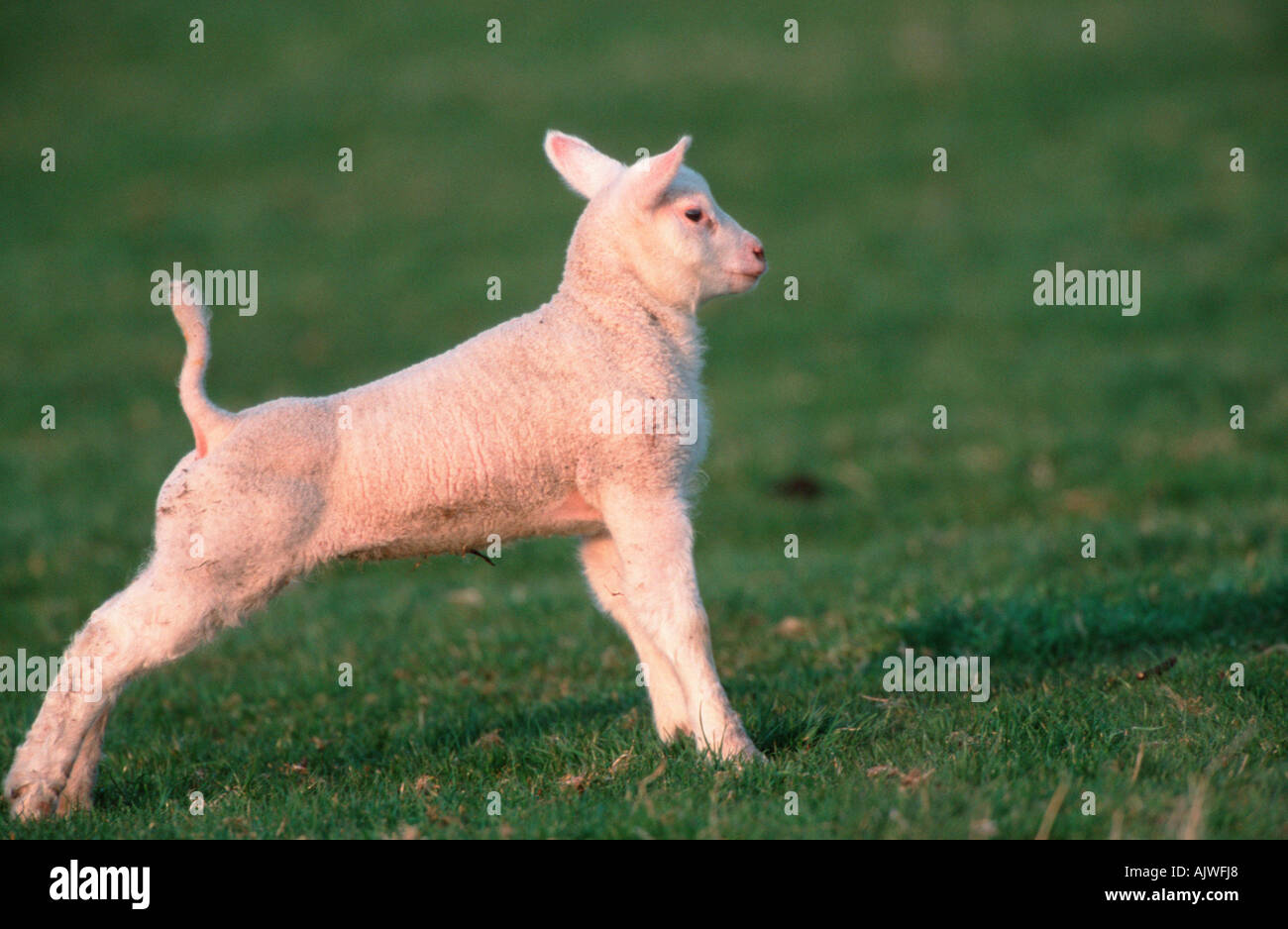 Sheep stretching hi-res stock photography and images - Alamy