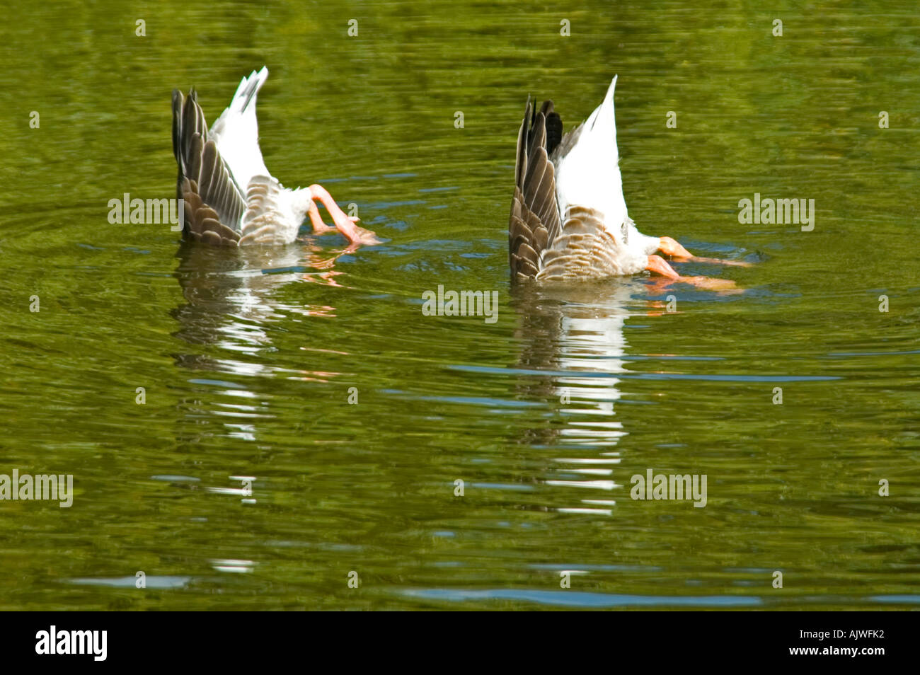 Goose feet underwater hi-res stock photography and images - Alamy