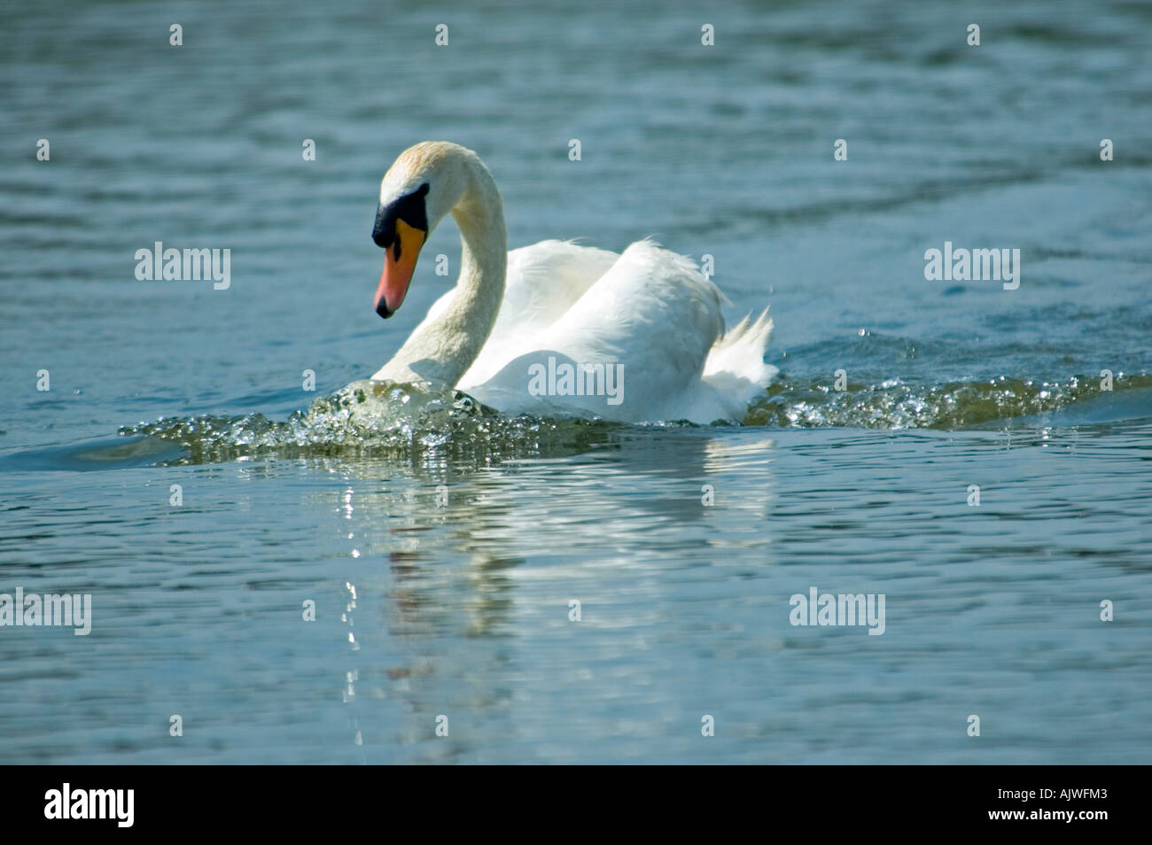 Horizontal close up of an elegant mute swan powering across the water ...
