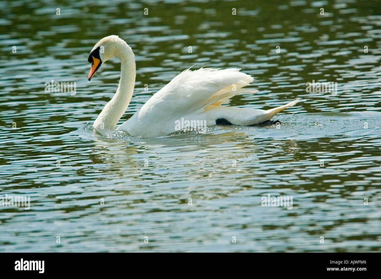 Horizontal close up of an elegant mute swan powering across the water ...