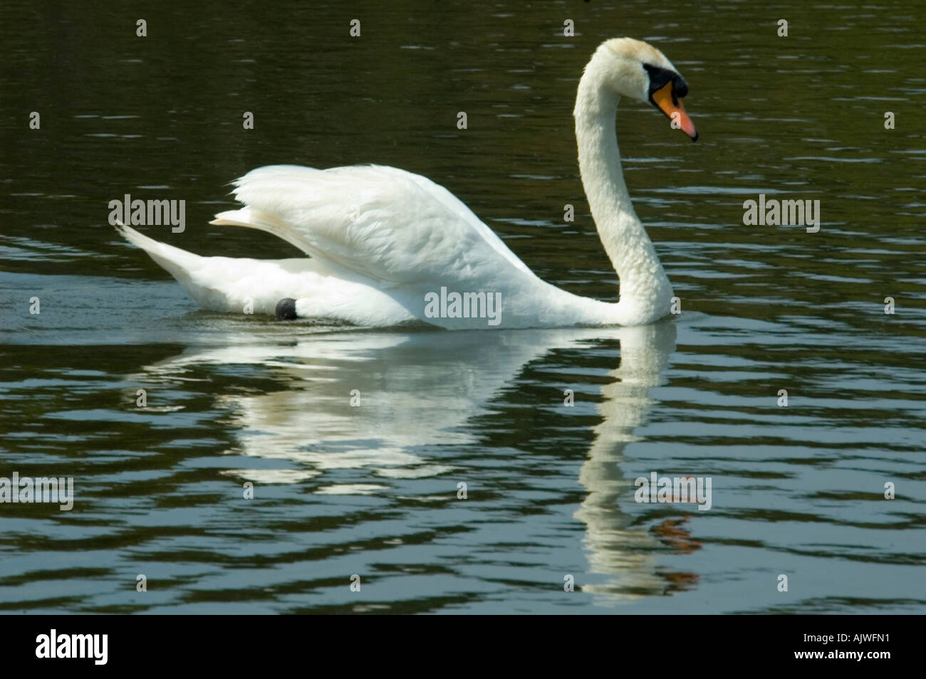 Swan Position Stock Photos & Swan Position Stock Images - Alamy