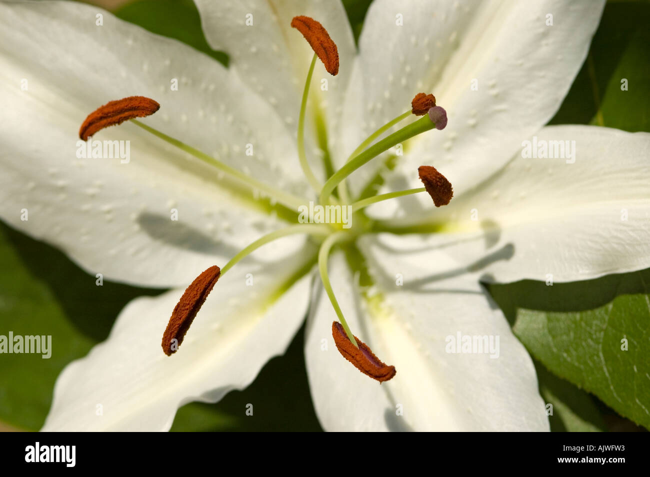 Horizontal close up of a large white Goldband lily [Lilium auratum ...