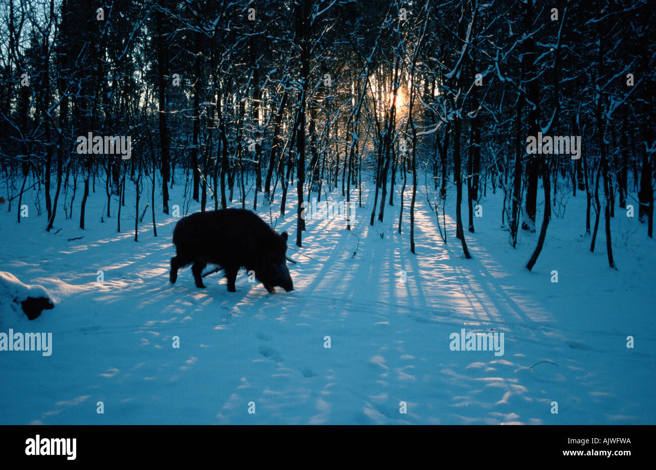 Wild boar back hi-res stock photography and images - Alamy