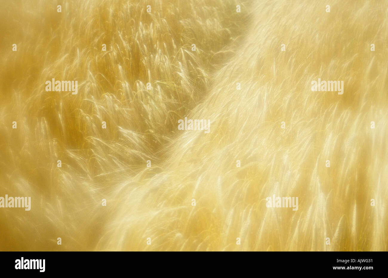 Impressionistic view of part of a field containing ripe golden Two ...