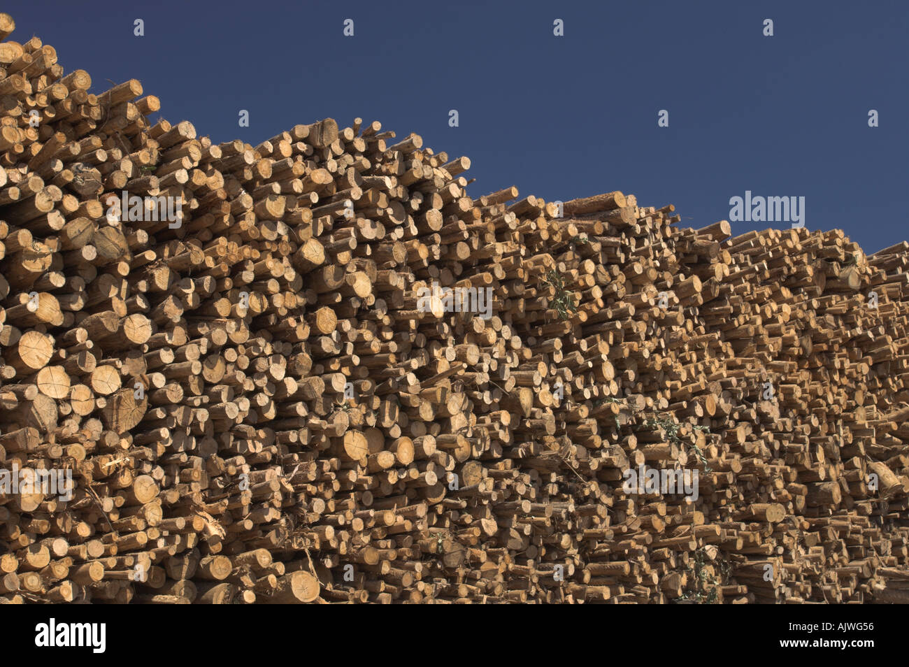 pile of cut wood Stock Photo - Alamy