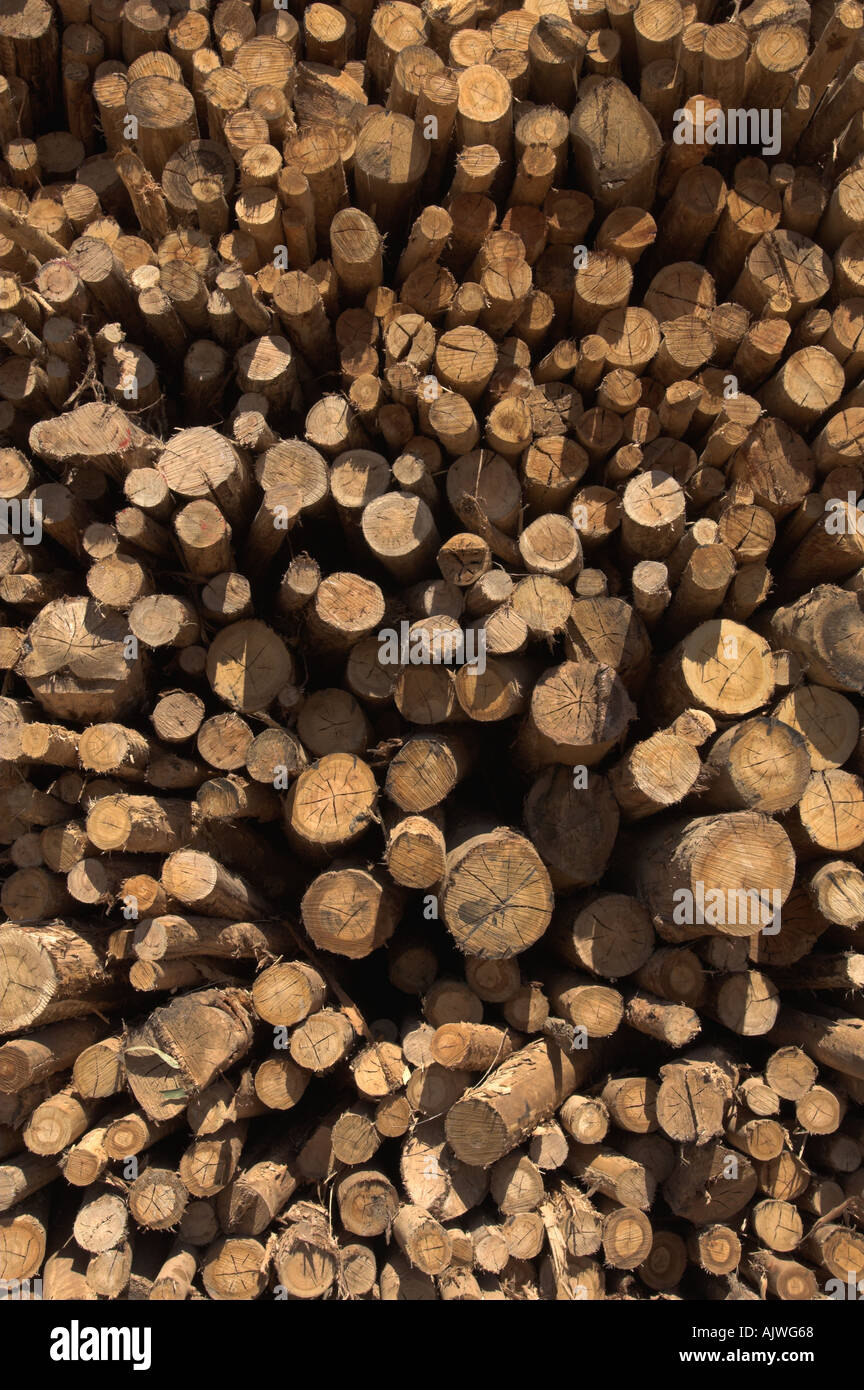 pile of cut wood Stock Photo - Alamy