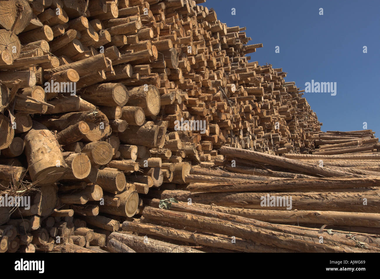 pile of cut wood Stock Photo - Alamy