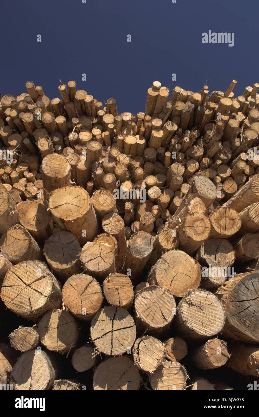 piles of cut wood Stock Photo - Alamy