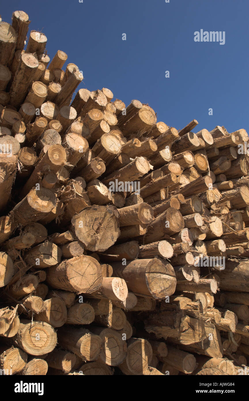 piles of cut wood Stock Photo - Alamy