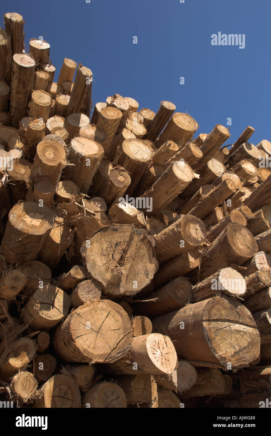 piles of cut wood Stock Photo - Alamy
