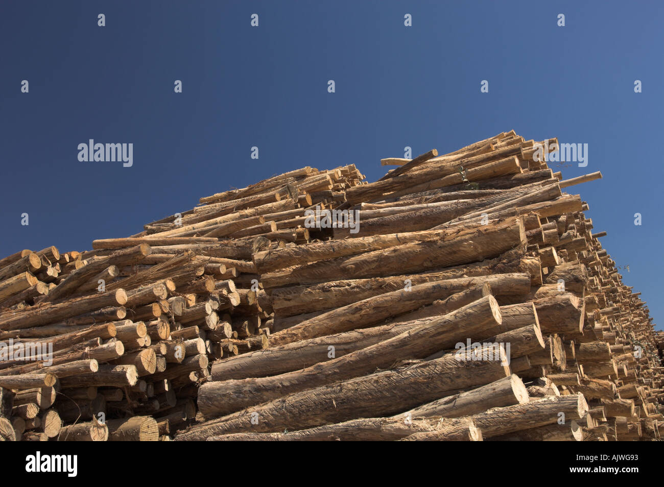 piles of cut wood Stock Photo - Alamy