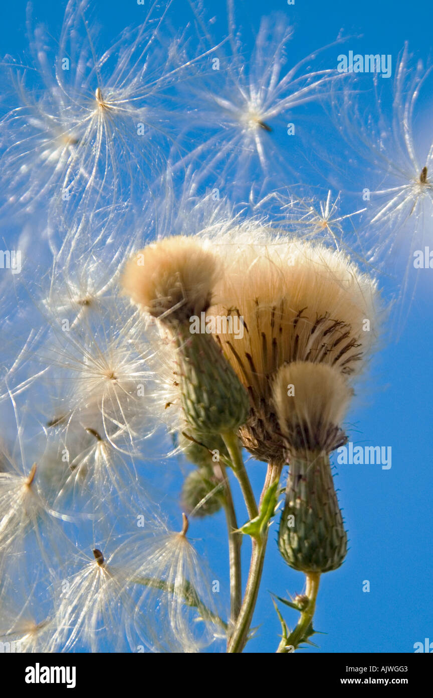 Scatter seeds hi-res stock photography and images - Alamy