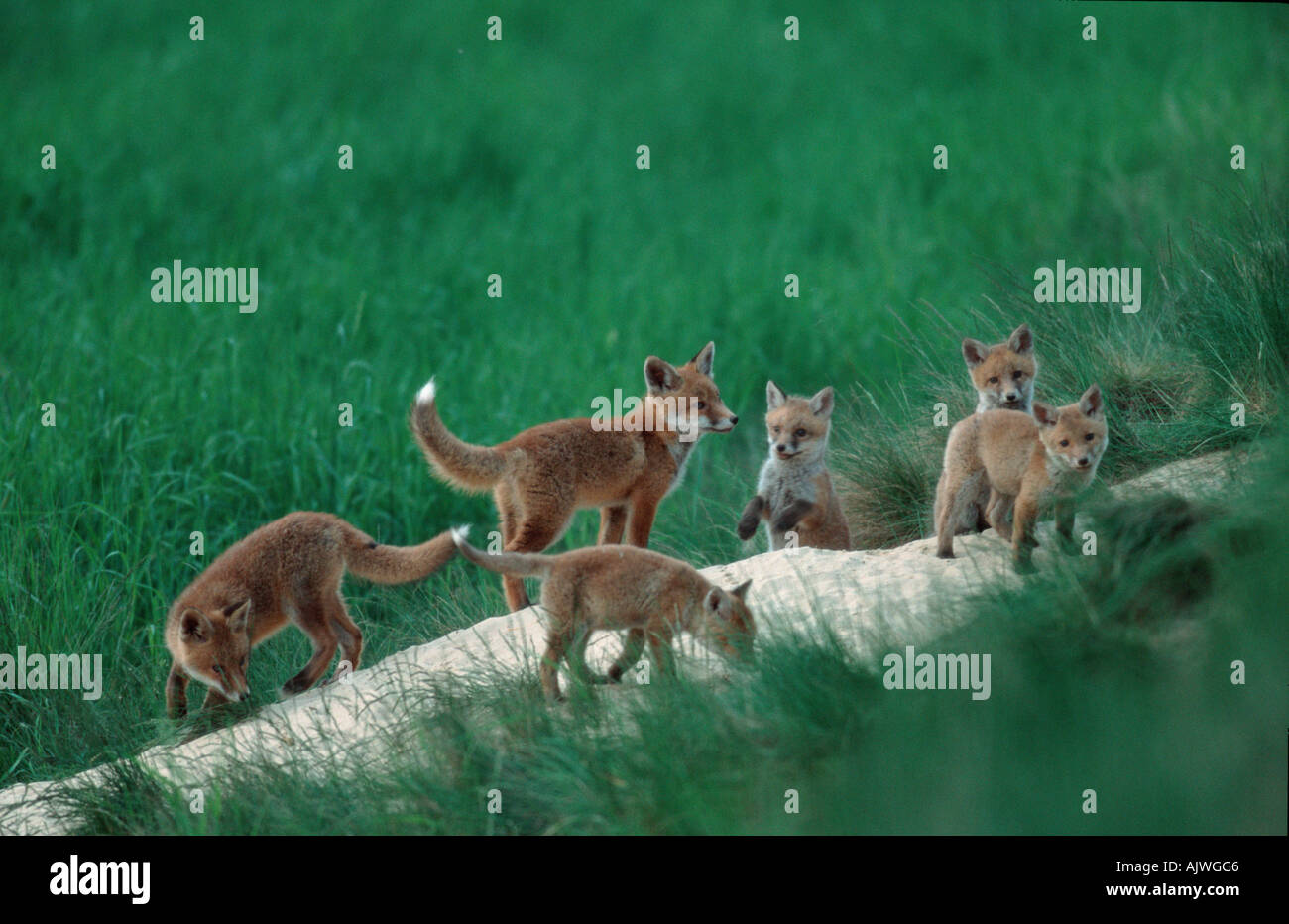 Red fox siblings near hi-res stock photography and images - Alamy