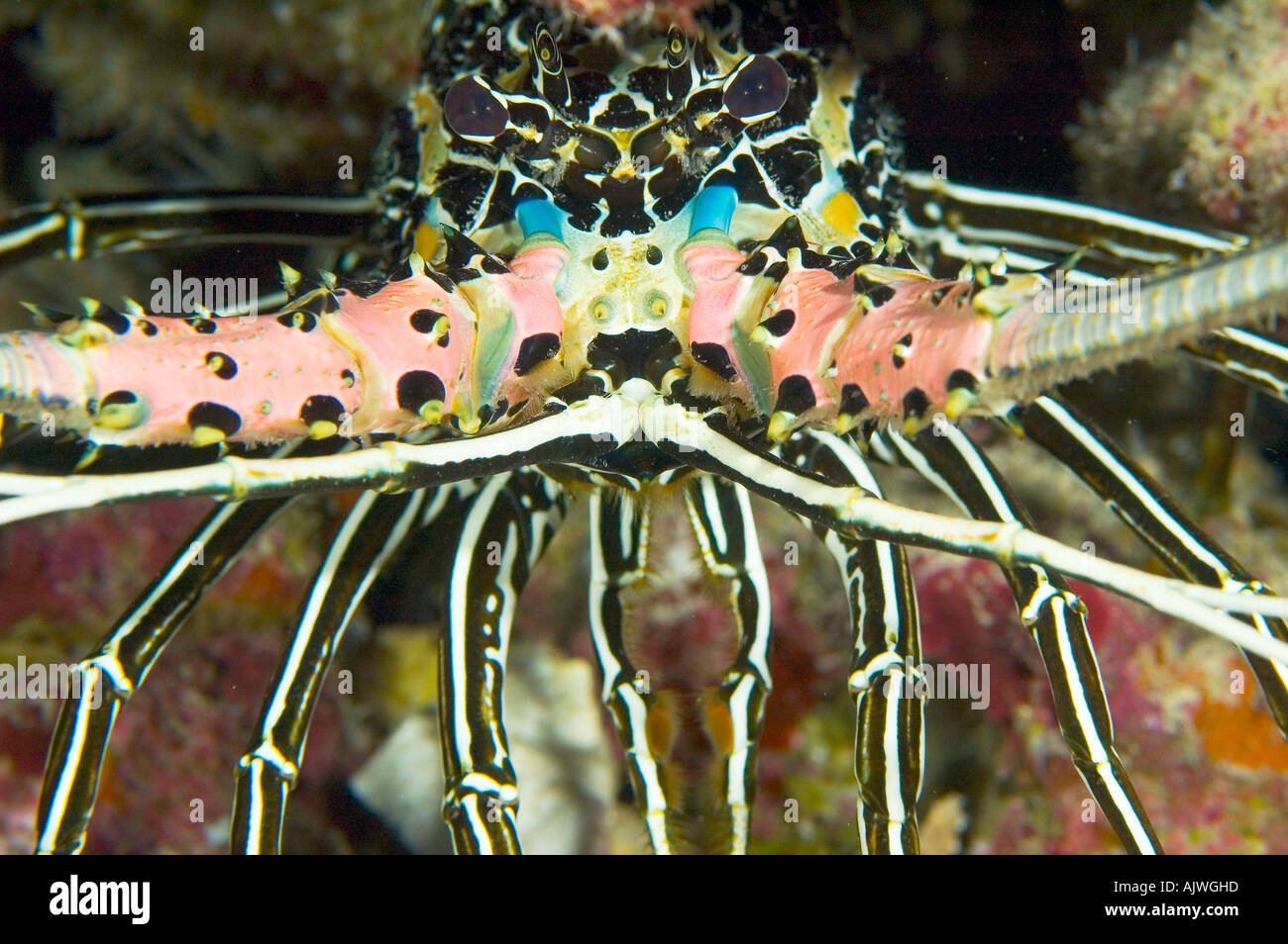 Pink spiny lobster hi-res stock photography and images - Alamy