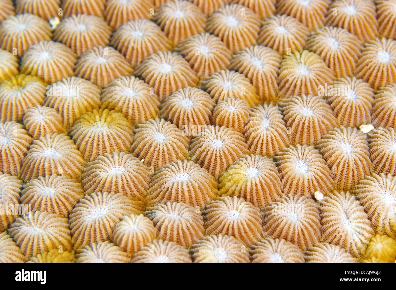 Heliopora diploastrea hi-res stock photography and images - Alamy