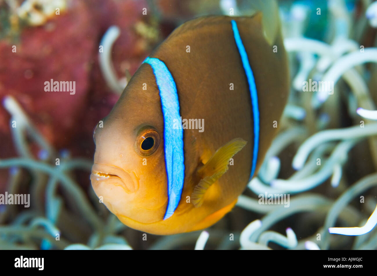 Orangefin Anemonefish Amphiprion chrysopterus Yap Micronesia Pacific ...