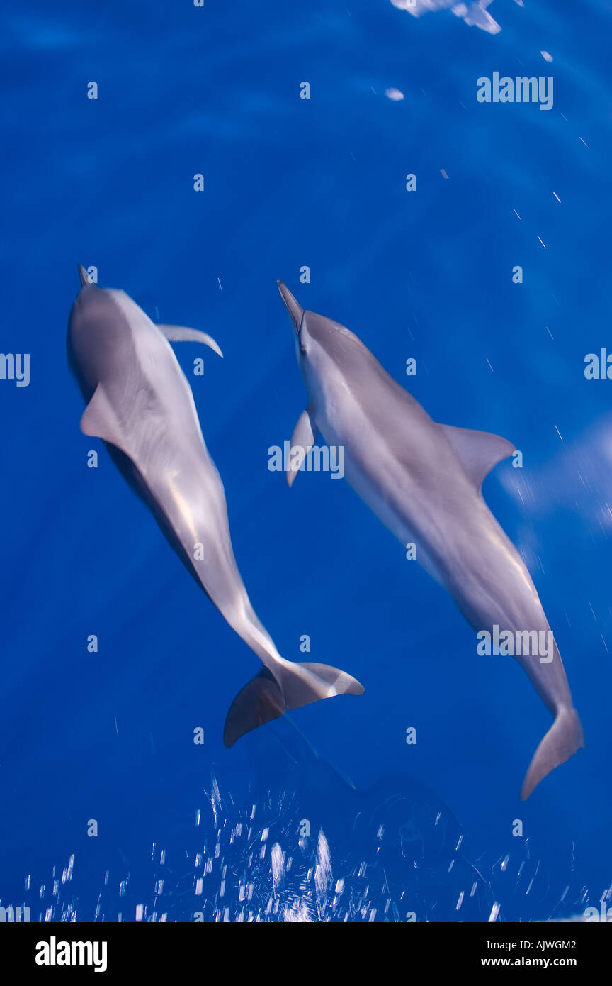 Dolphin Riding Bow Wave High Resolution Stock Photography and Images ...
