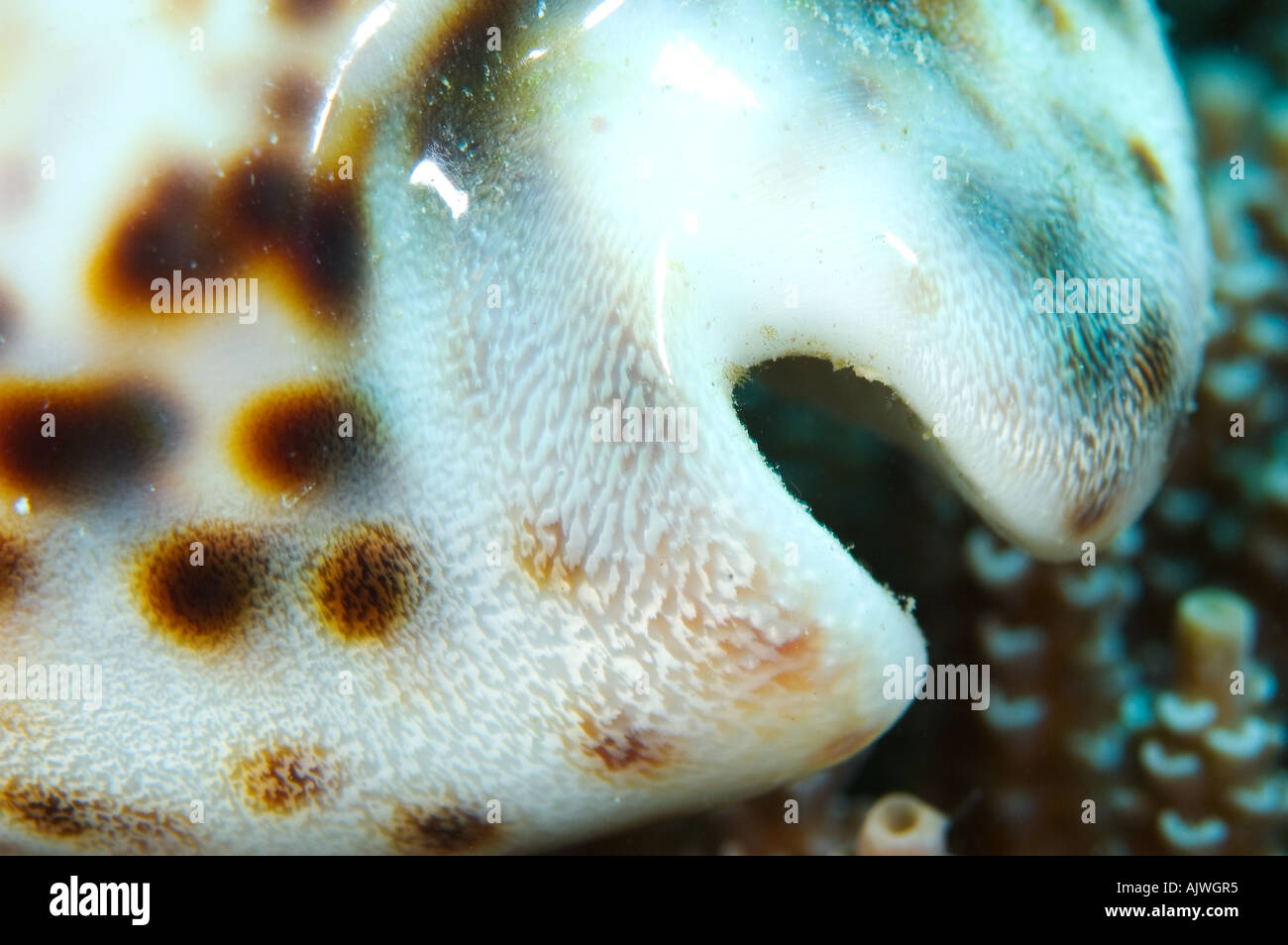 Tiger Cowrie detail Cypraea tigris Yap Micronesia Pacific Ocean Stock ...