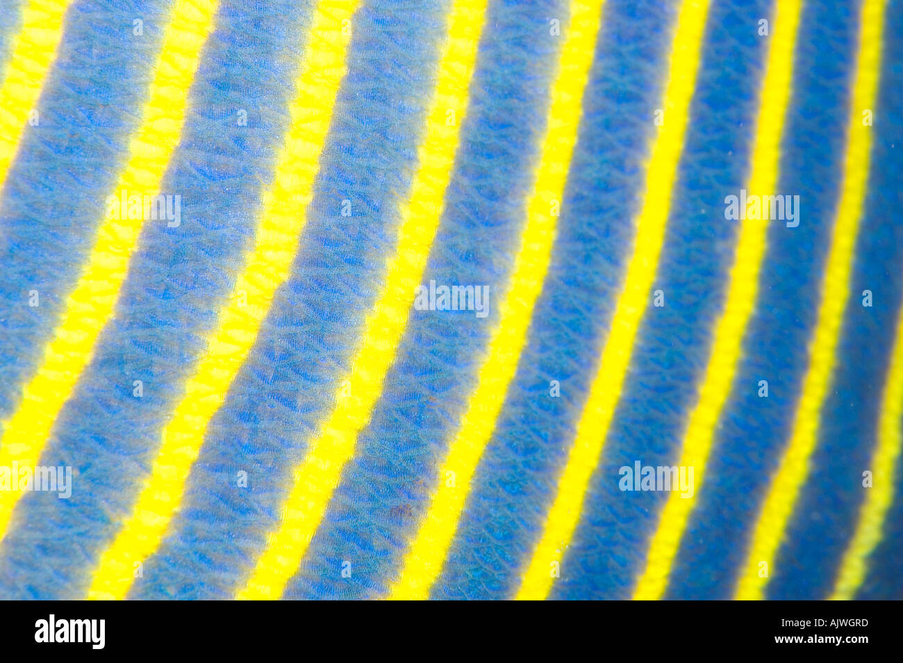 Emperor Angelfish detail Pomacanthus imperator Yap Micronesia Pacific ...