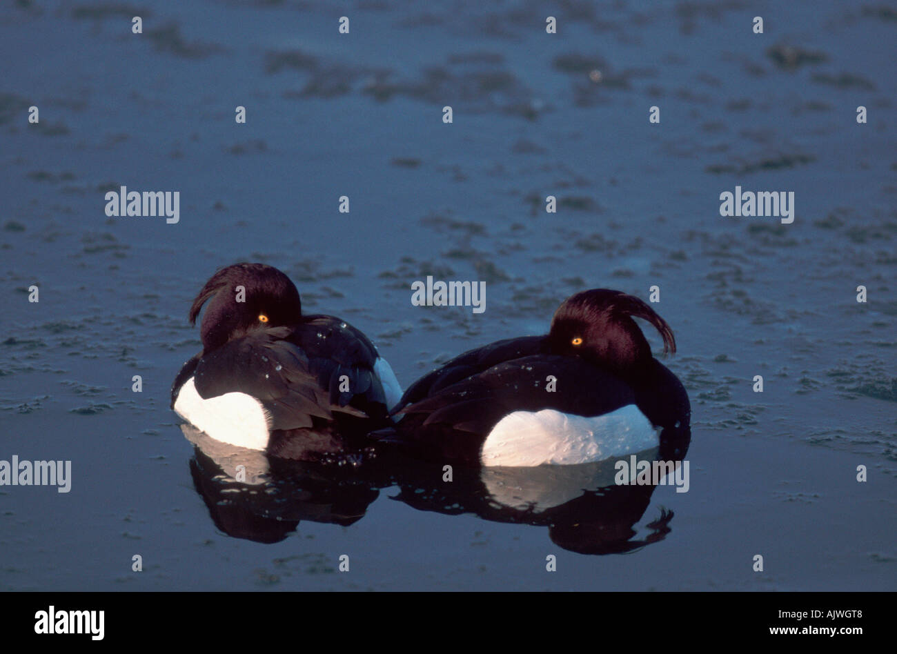 Resting male tufted duck hi-res stock photography and images - Alamy