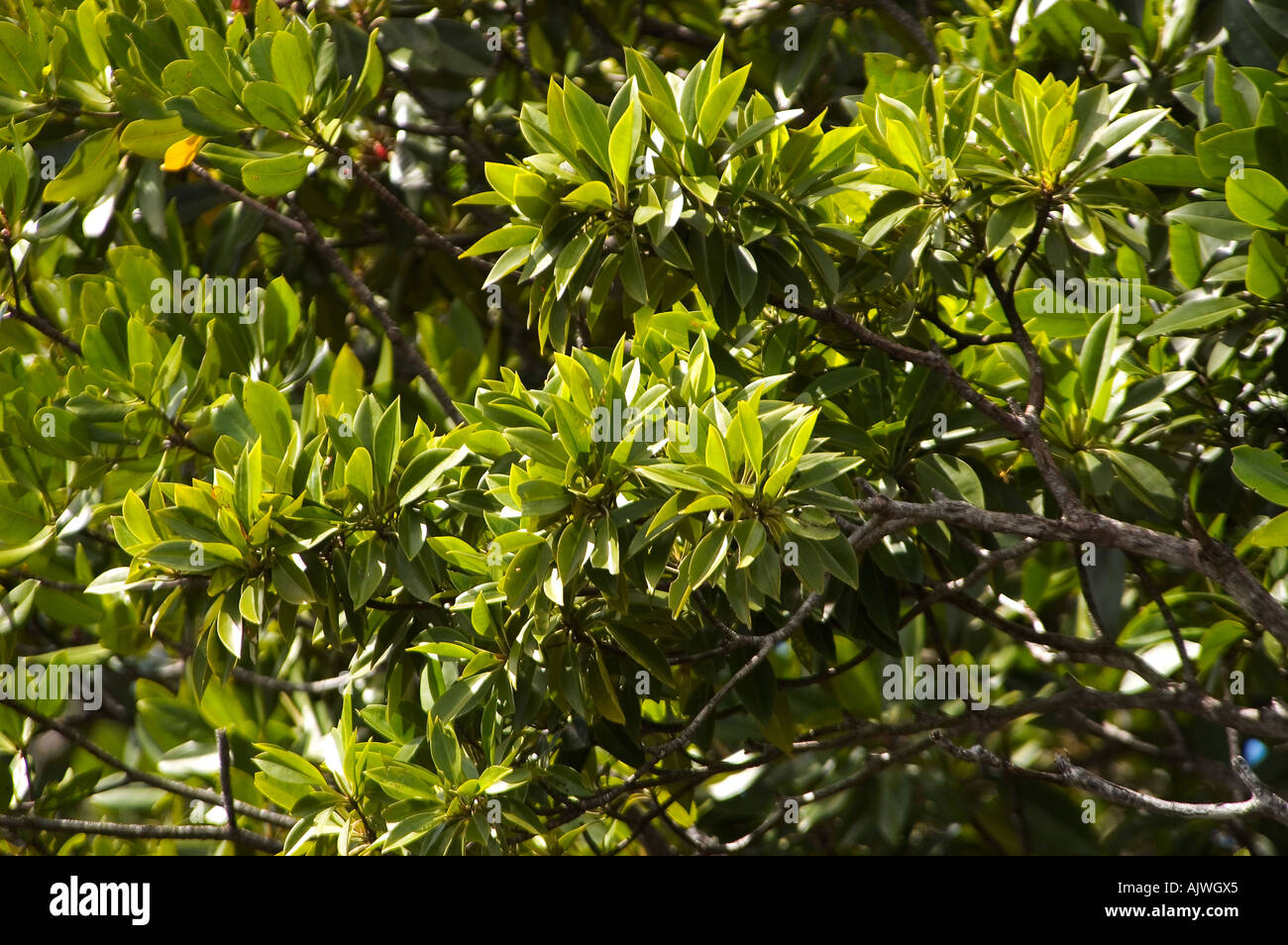 Mangrove Tree Avicennia sp Yap Micronesia Pacific Ocean Stock Photo - Alamy